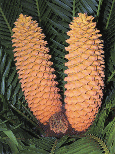General characteristics of Gymnosperms - www.jkstudents.com