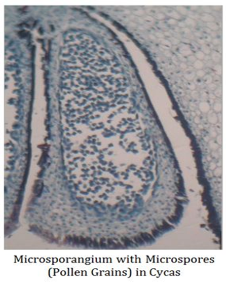General characteristics of Gymnosperms - www.jkstudents.com